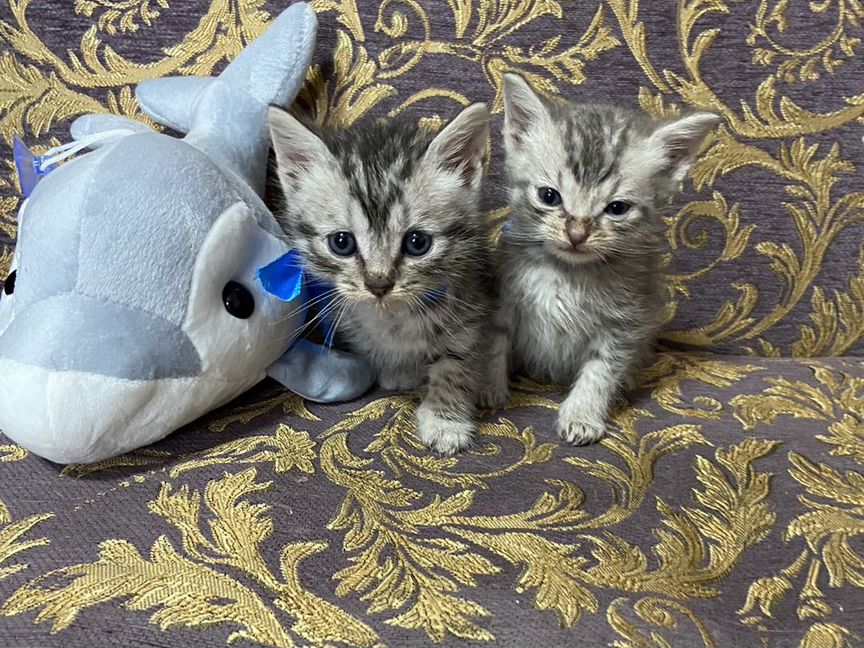 Шотландские котята