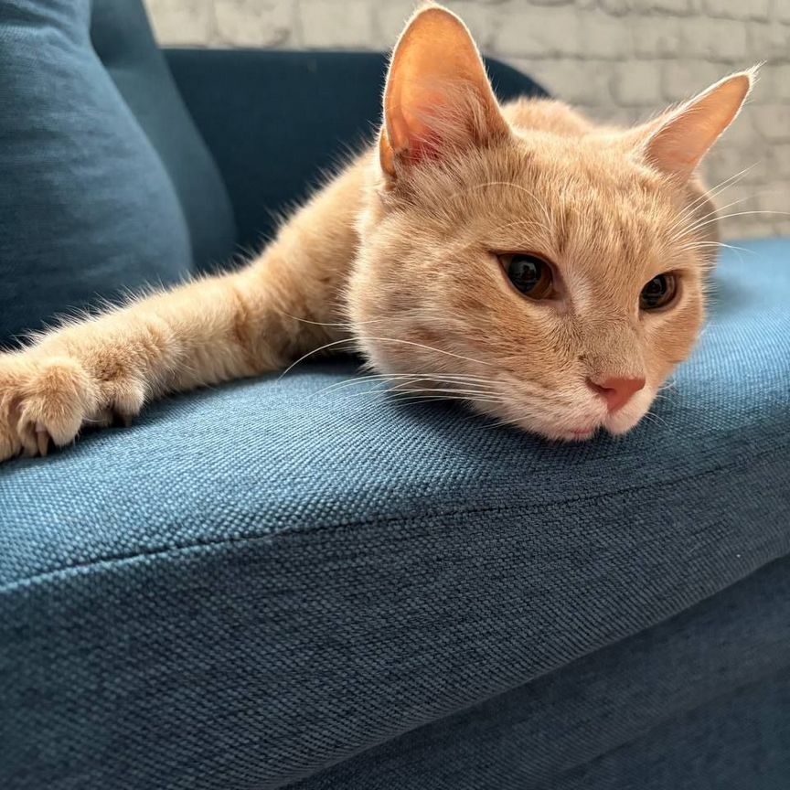 Котик в добрые руки