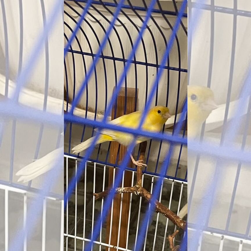 Продам канарейку девочку