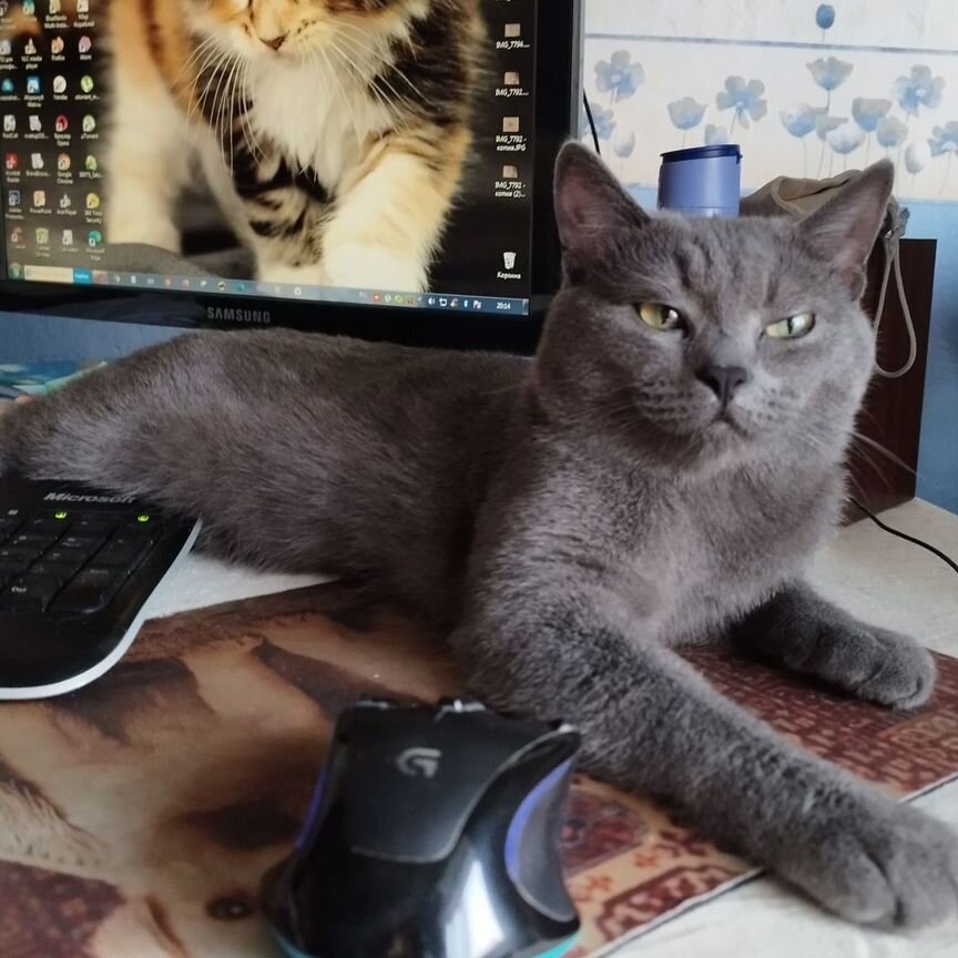 Британский кот на вязку