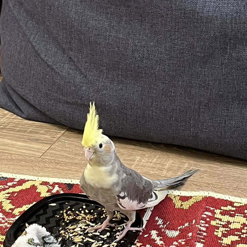 Корелла в добрые и заботливые руки