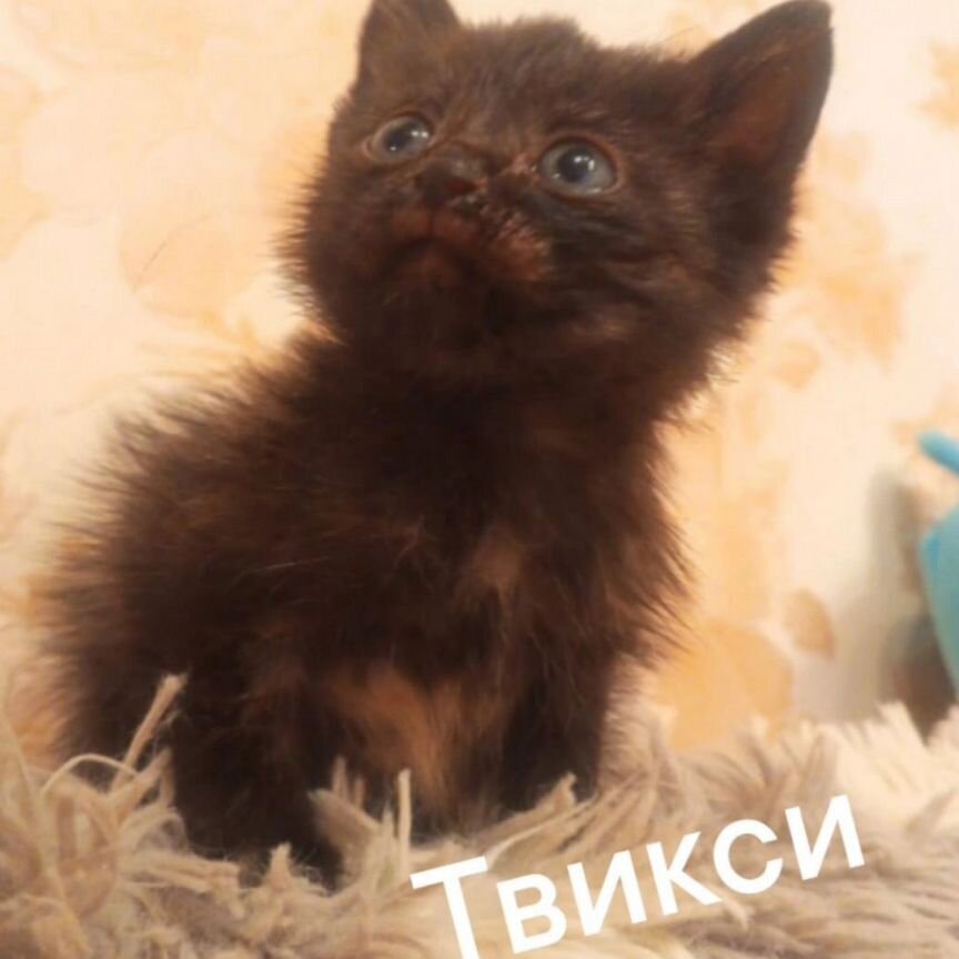 Девочки малышки 1,5 мес