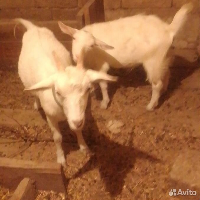 Ламанча: молочные козы