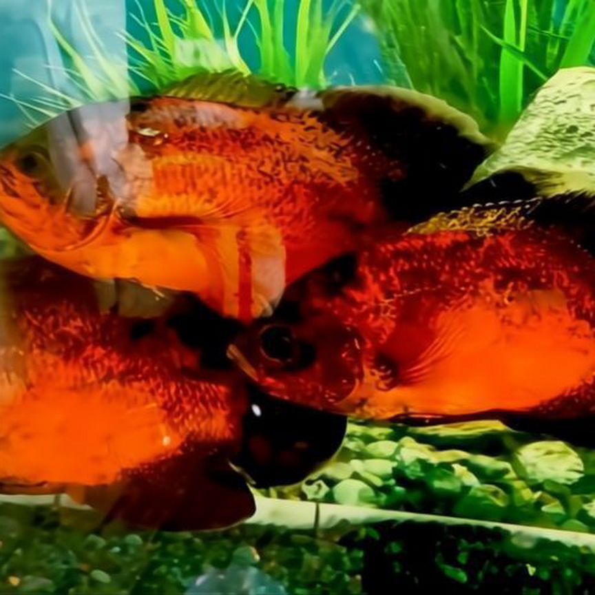 Астронотусы