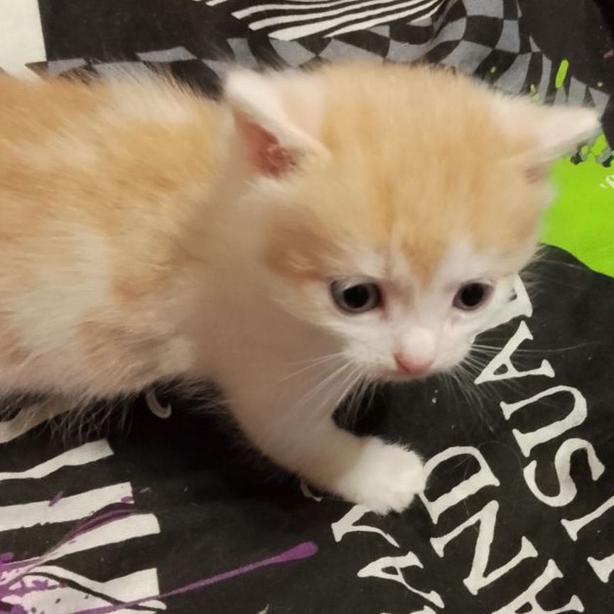 Котёнок в добрые руки