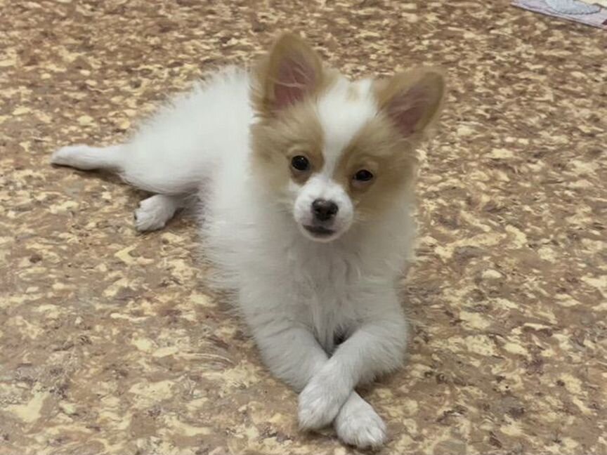 Немецкий щпиц