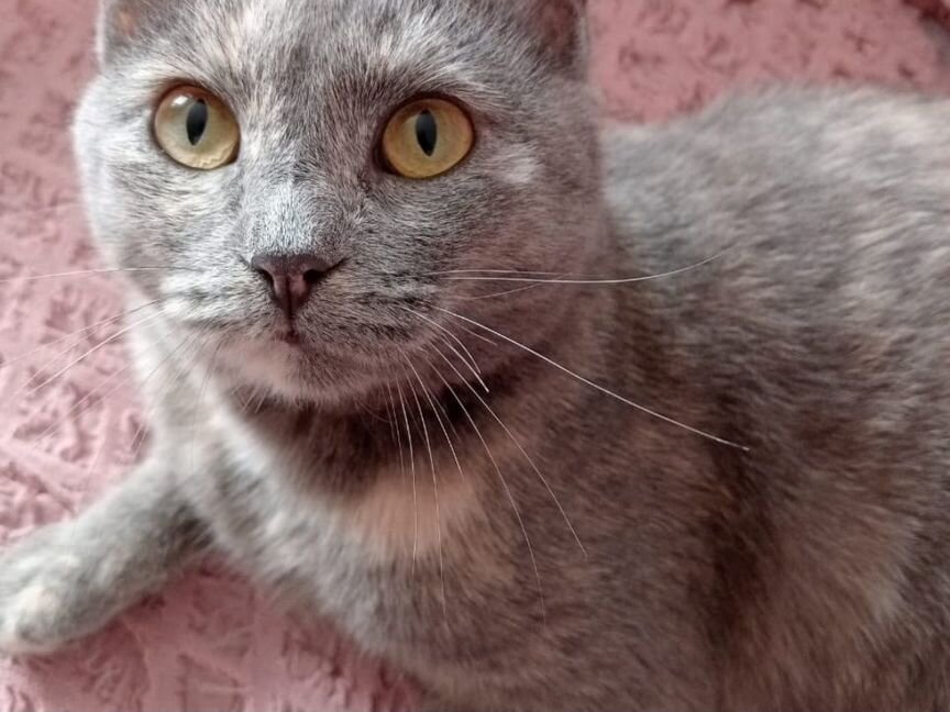 Кошки