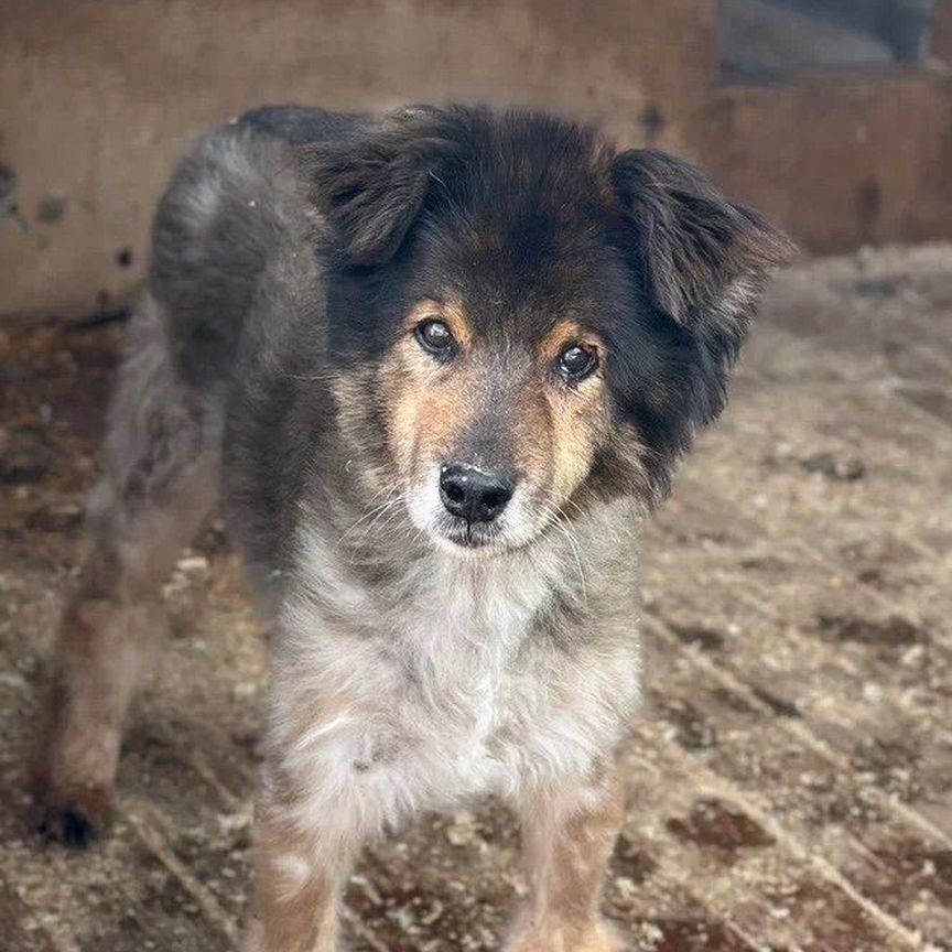 Чудесный старичок из приюта на доживание