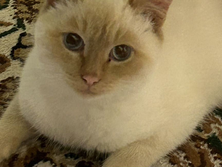 Котик белый, рыжий, с голубыми глазами