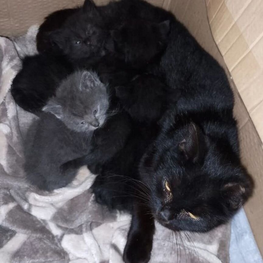 Котёнок в добрые руки