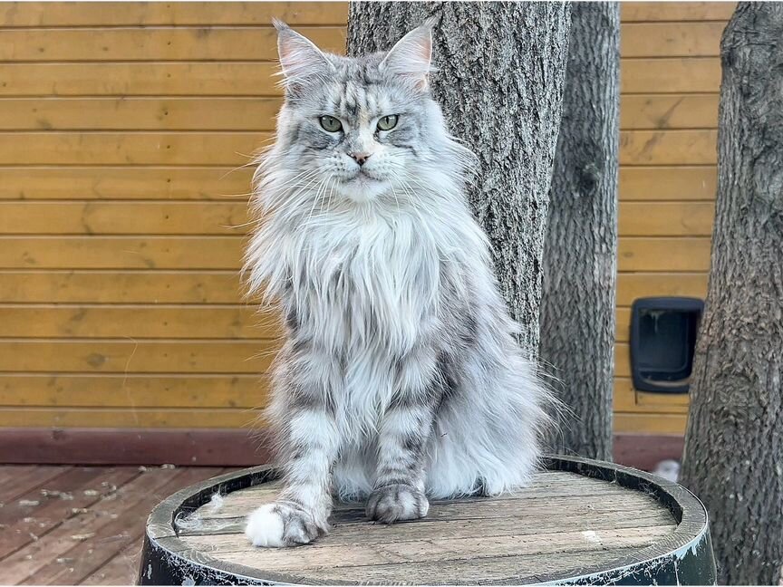 Нежнятина Клео для вас