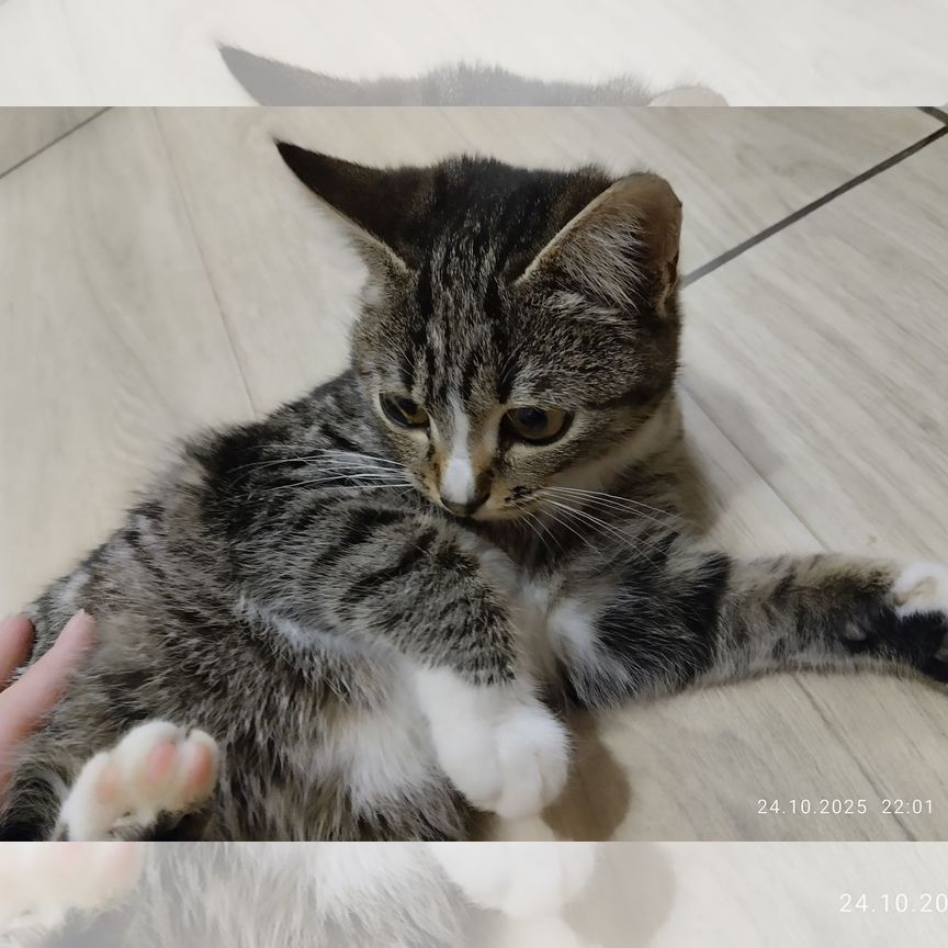 Котёнок в добрые руки