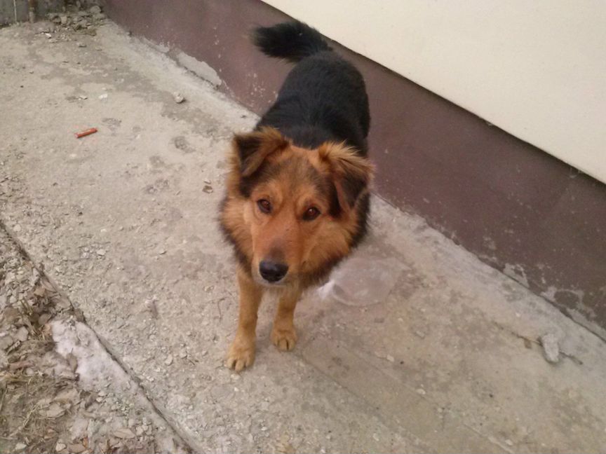 Собака в добрые руки