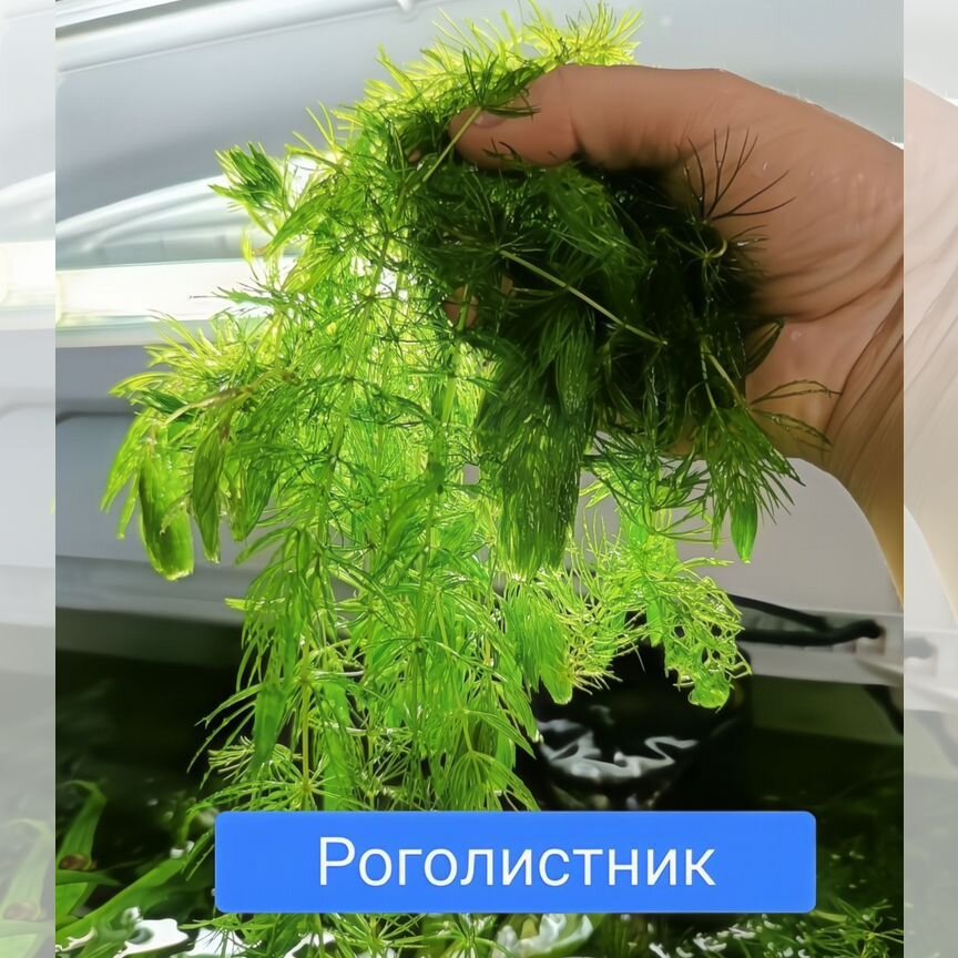 Аквариумные рыбки гуппи, растения для аквариума