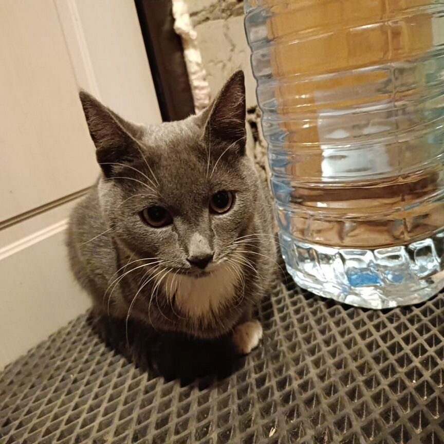 Котята в добрые руки бесплатно девочка