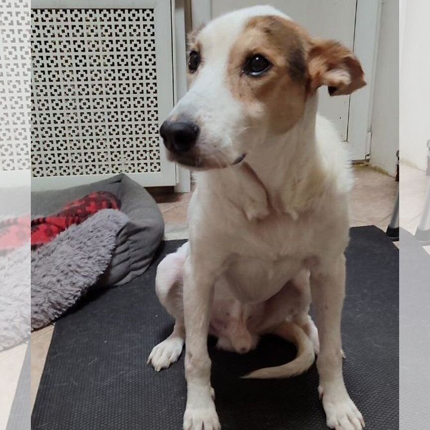 Взрослый пёс в добрые руки