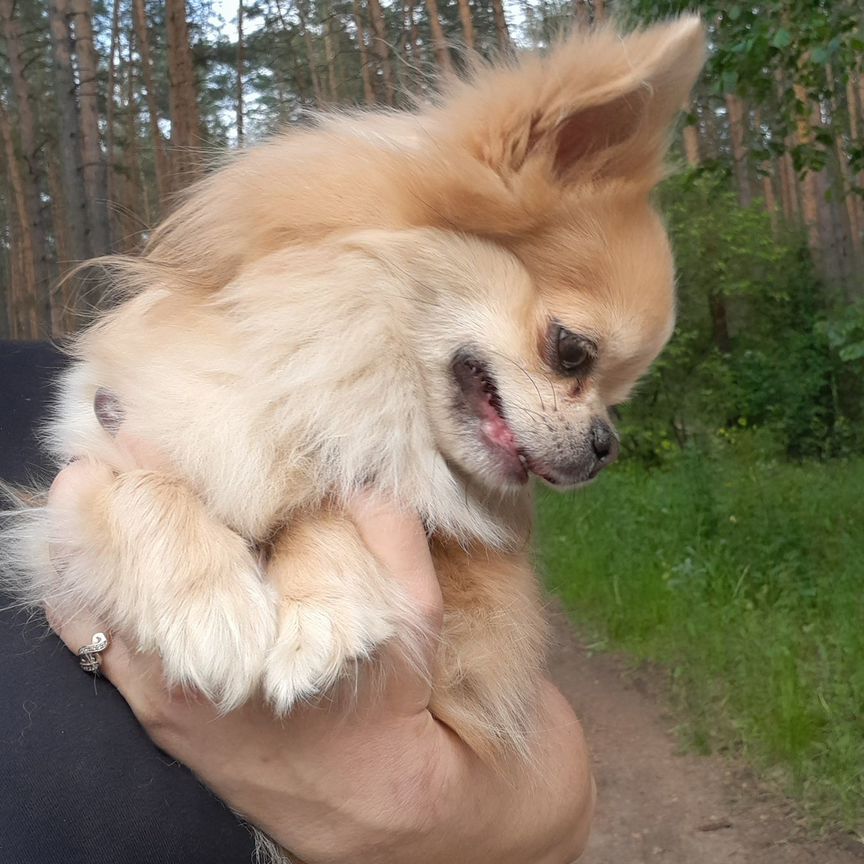 Чихуахуа Д/Ш Вязка