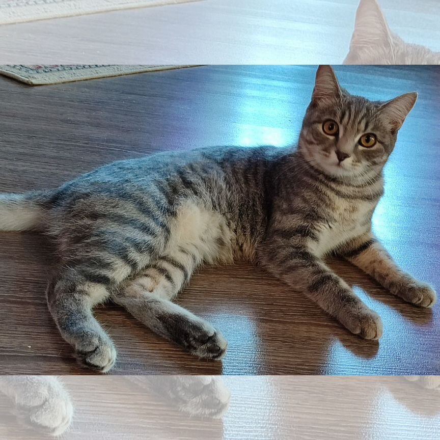 Кошка 7 месяцев