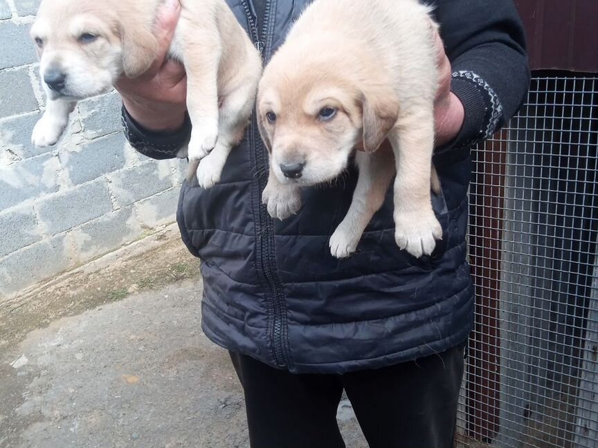 Русские гончие