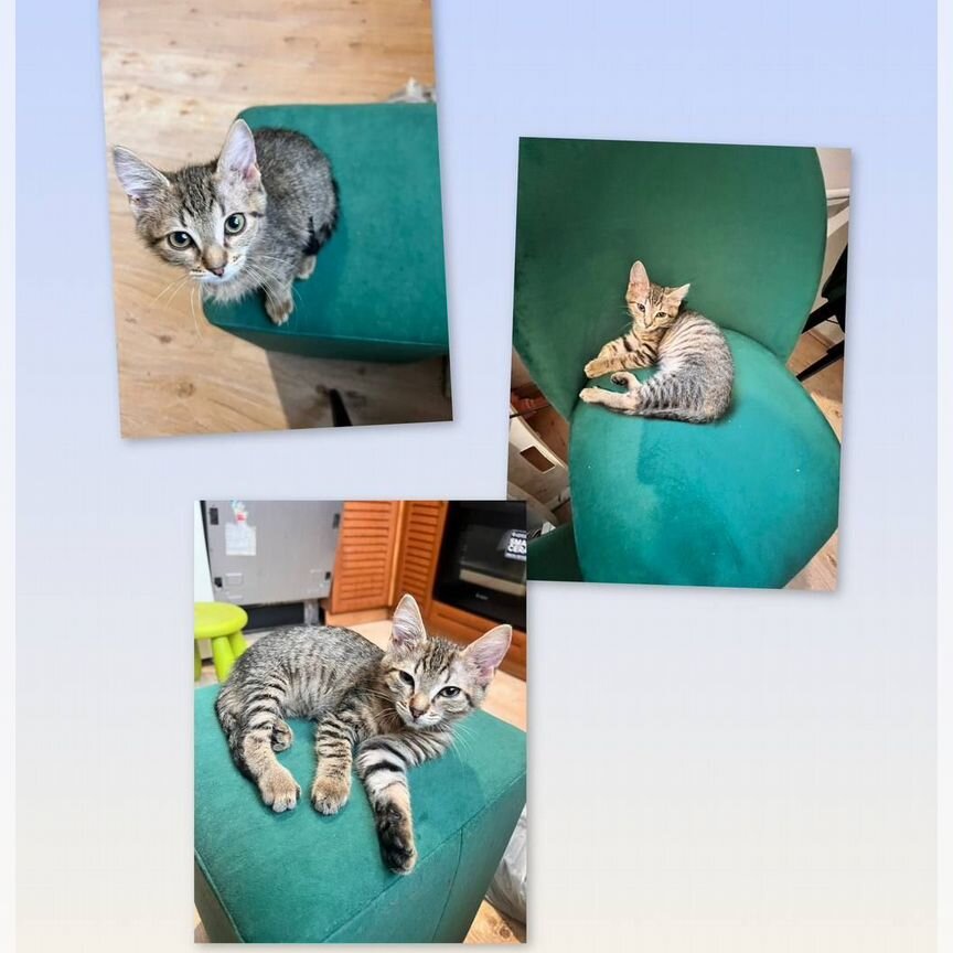 Котёнок в добрые руки