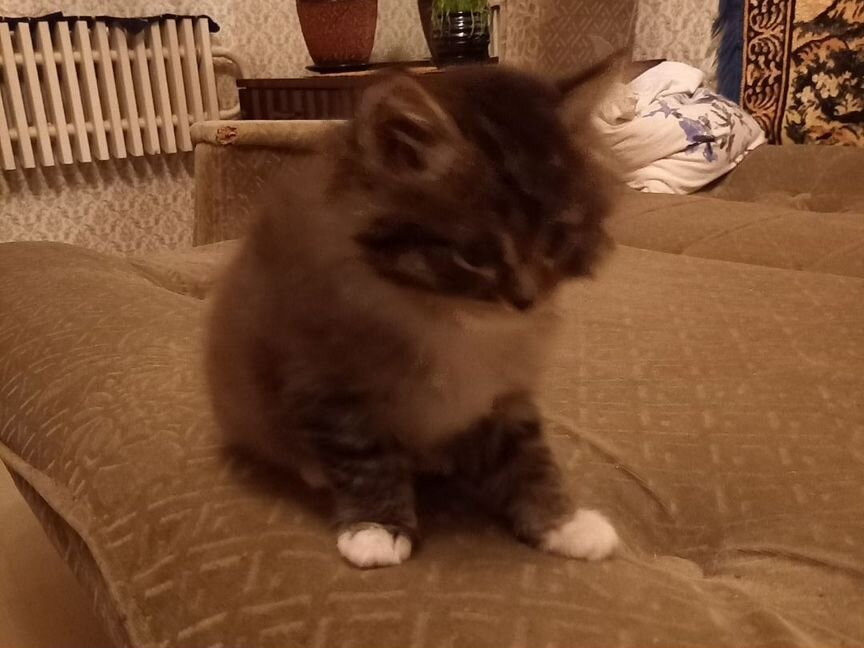 Кошки в дар