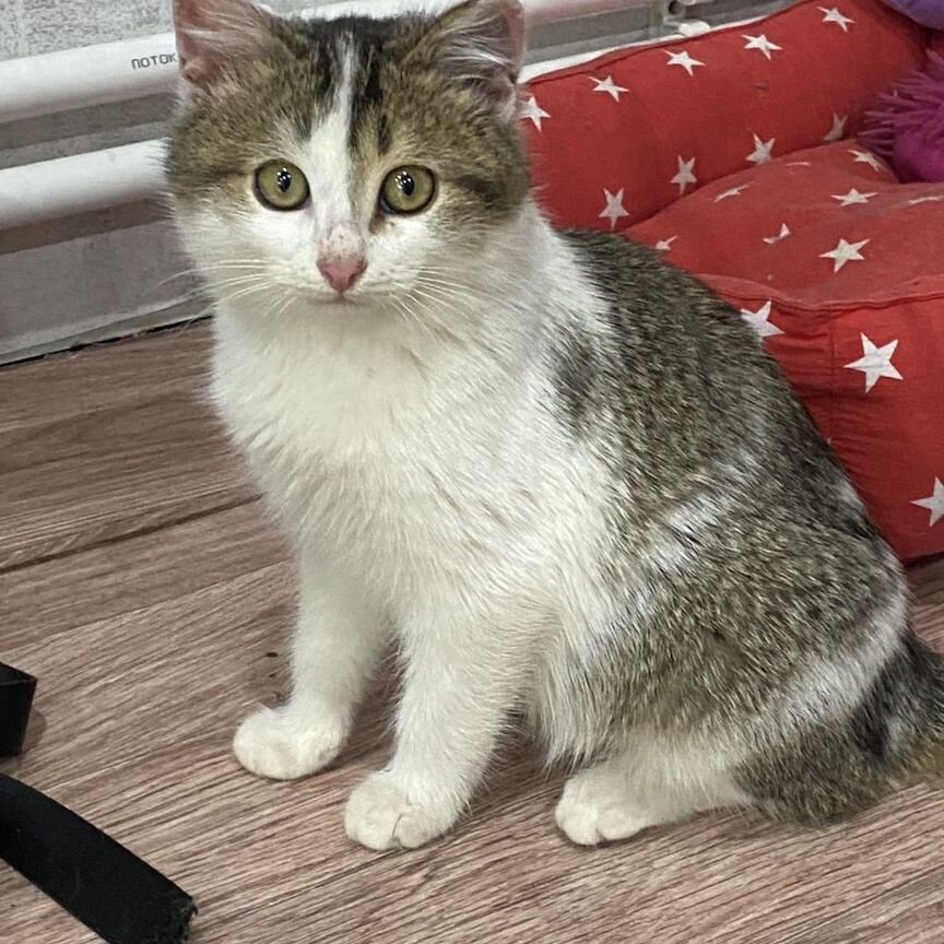 Котенок девочка в добрые