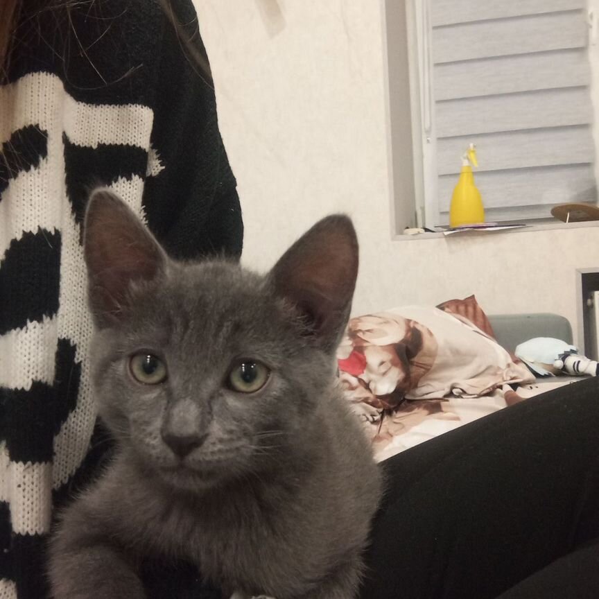 Отдам котёнка в добрые руки