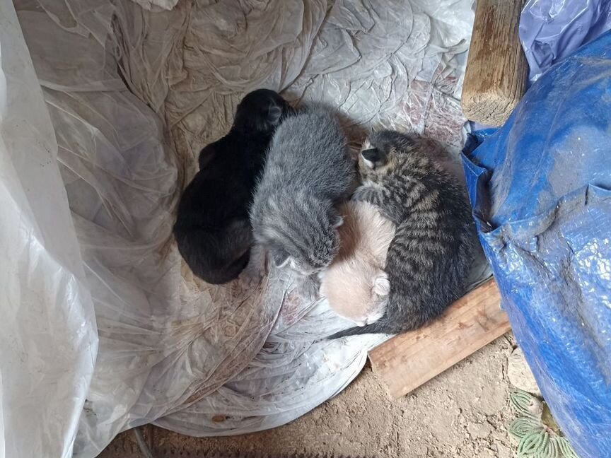 Котята в добрые руки