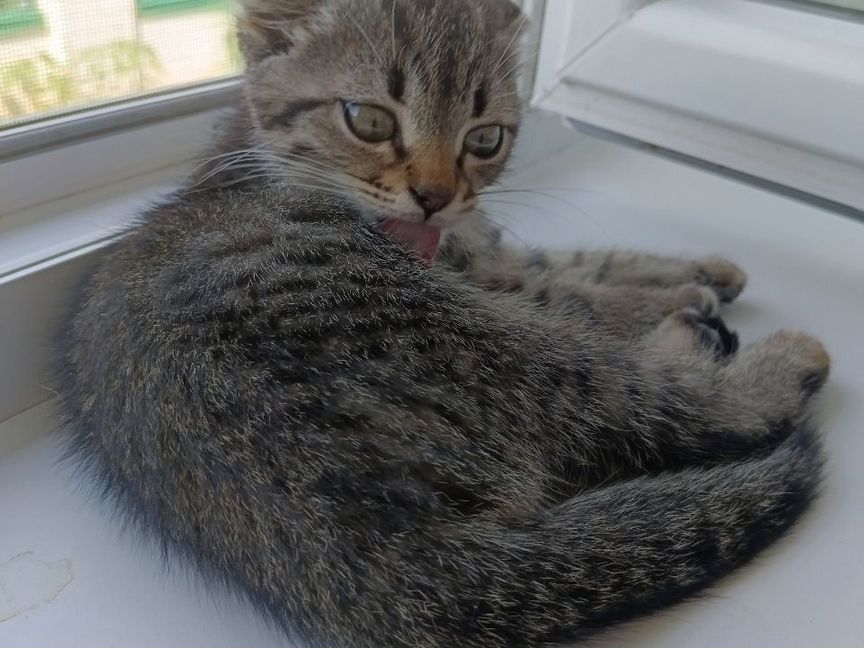Вислоухий котенок бесплатно