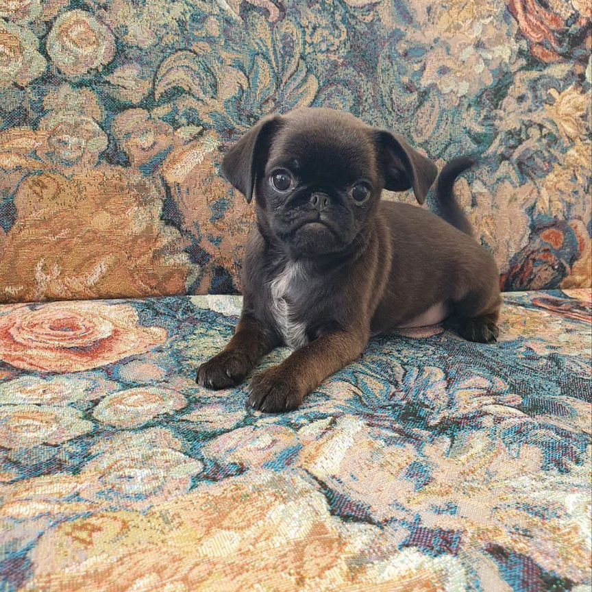 Щенки пти брабансона