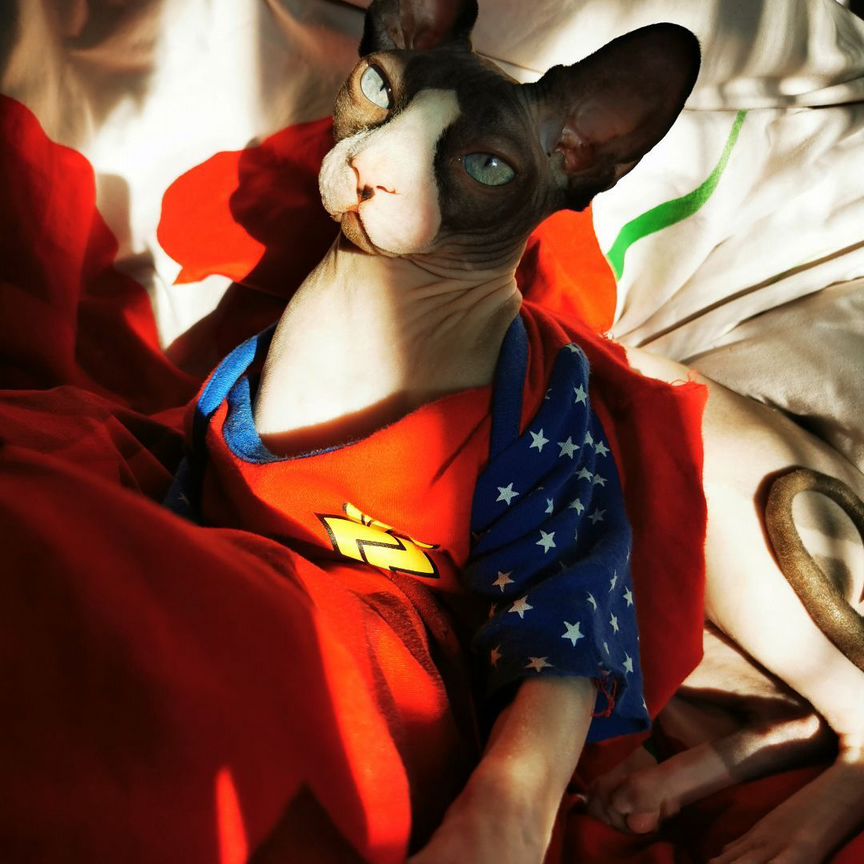 Канадский сфинкс Кот