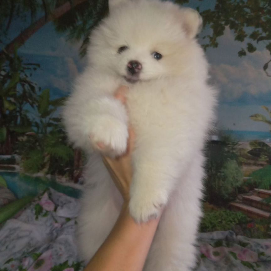 Немецкий шпиц