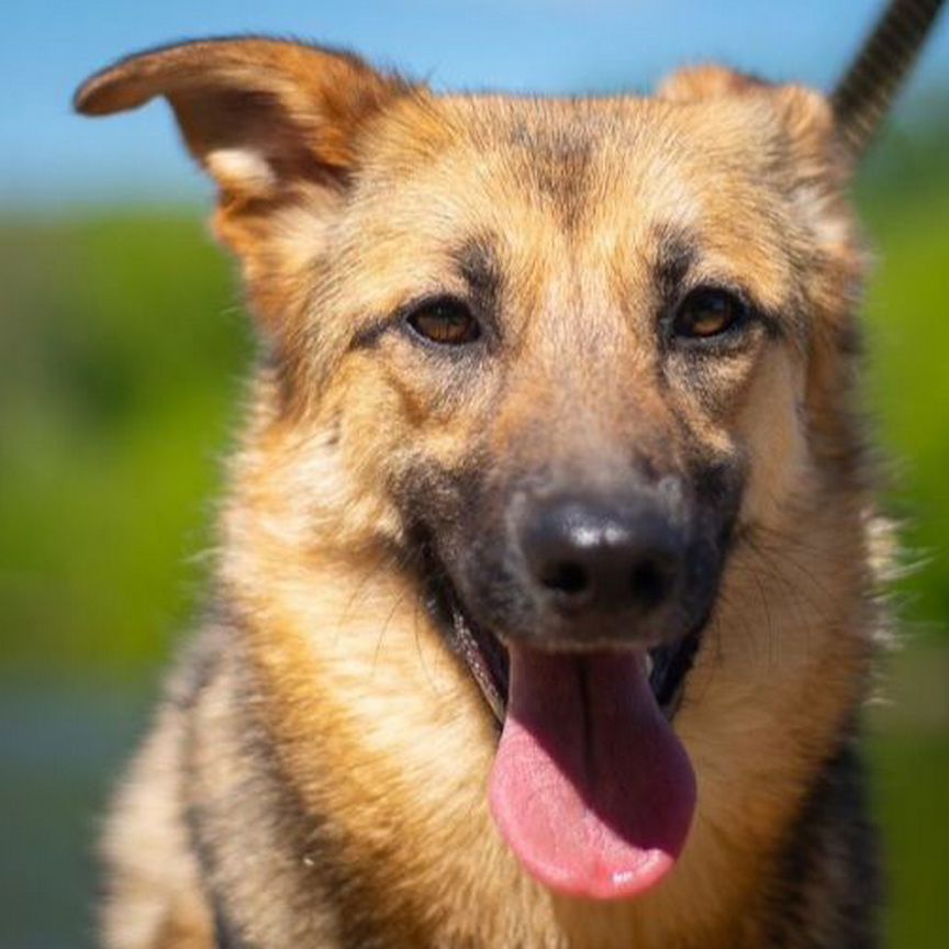 Собака Адель из приюта ищет дом