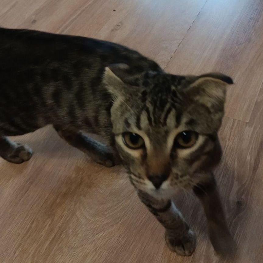 Шотландский вислоухий короткошёрстный котёнок