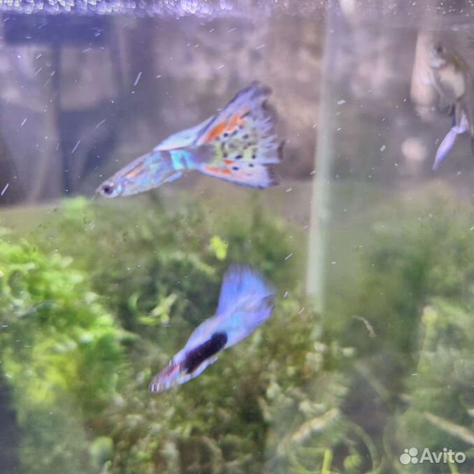 Чистая линия, гнездо гуппи энд. Голд