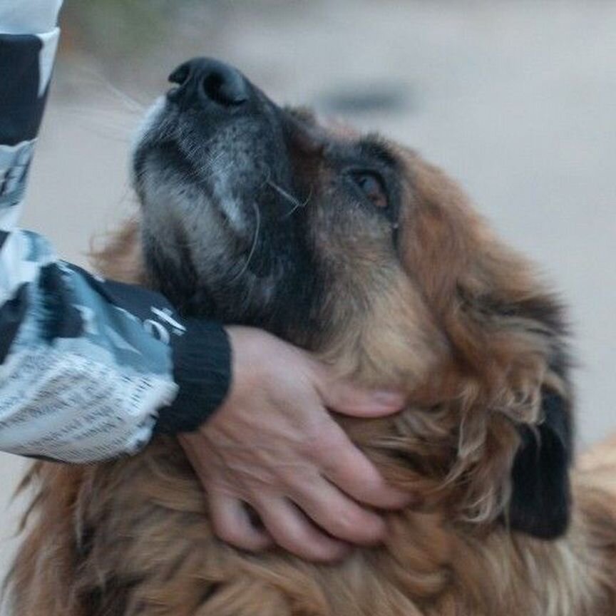 Взрослый пёс в добрые руки