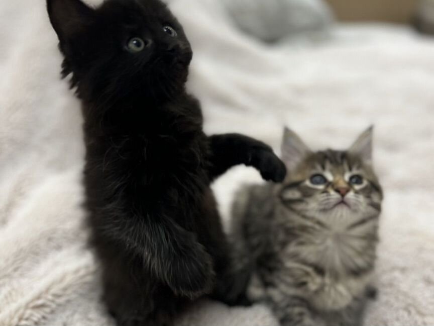 Котята породистые сибирская/мэйнкун