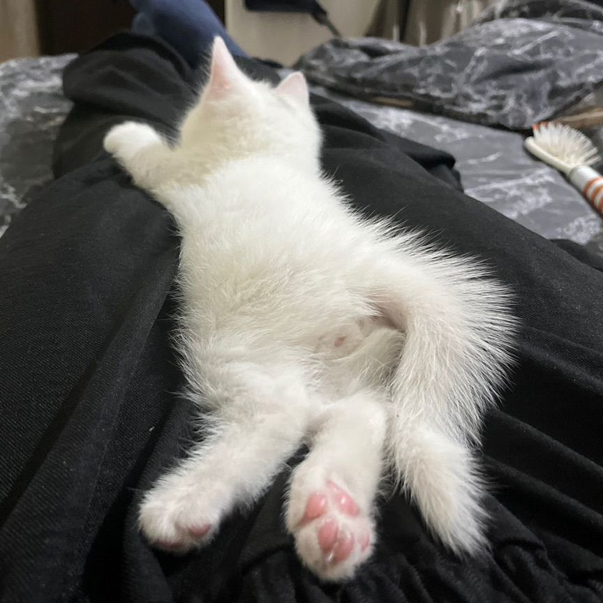 Котёнок в добрые руки