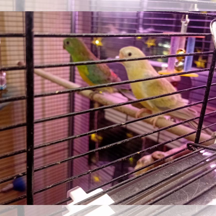 Певчий попугай