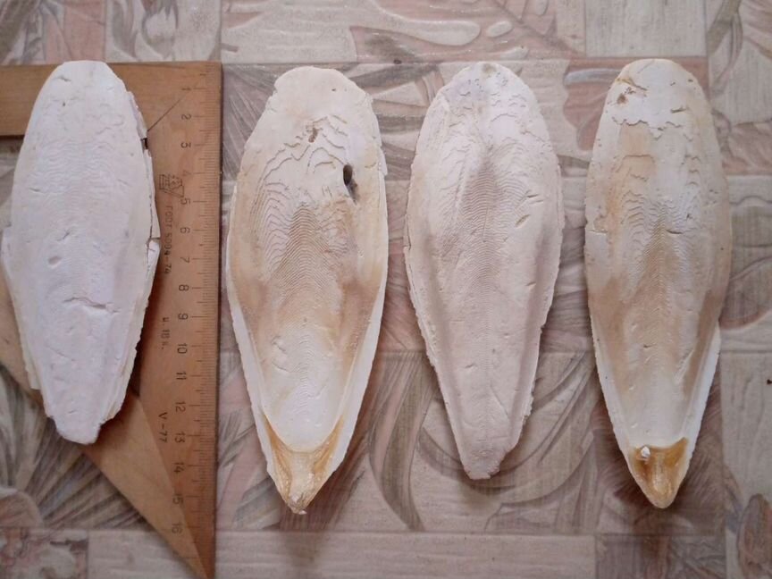 Панцири каракатицы (сепия)