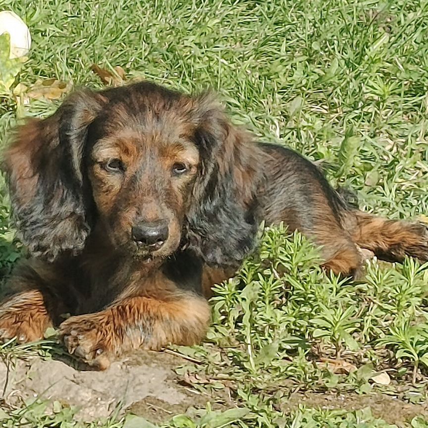 Такса, щенок