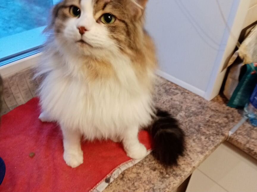 Котик