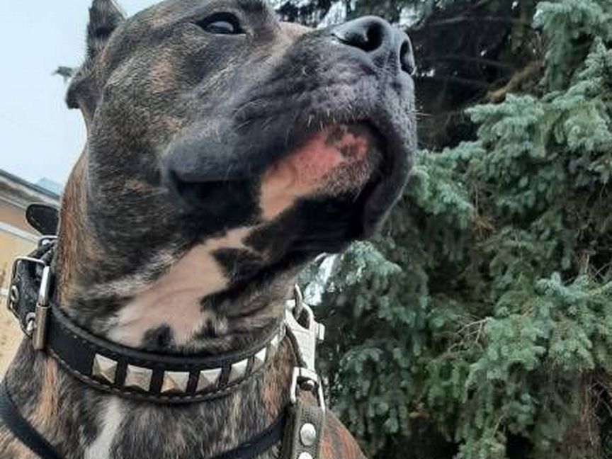 Резерв Cтаффордширский терьер