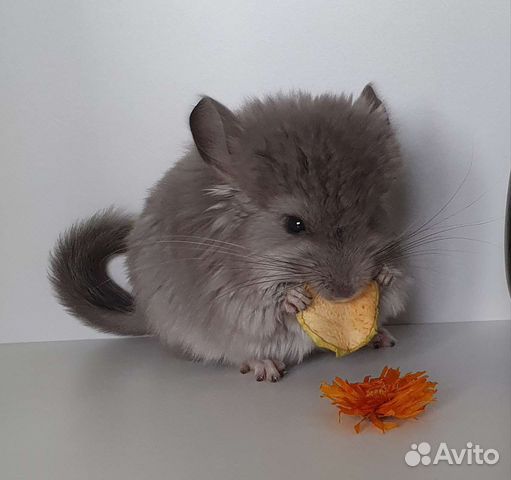 Шиншиленок мальчик фиолетовая ангора 2 мес