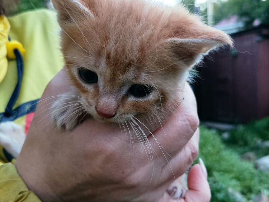 Рыжие котята и 3х цв девочка (на счастье)