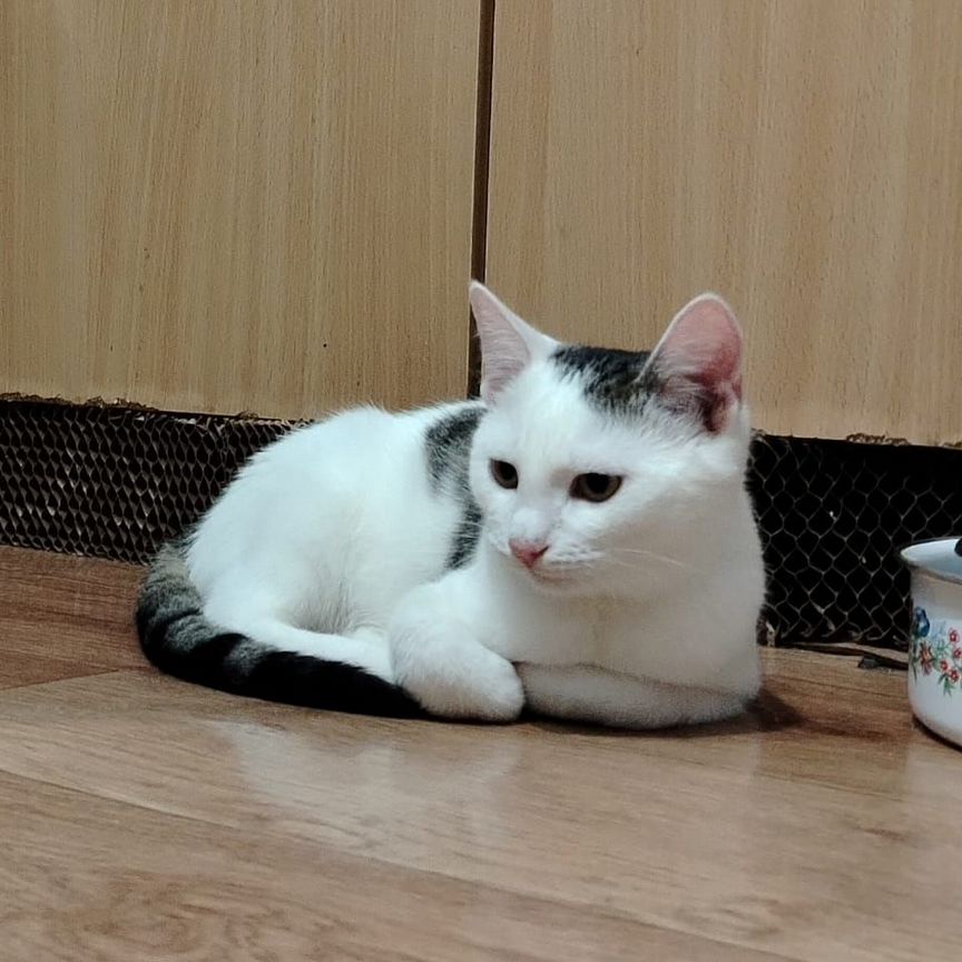 Отдам бесплатно