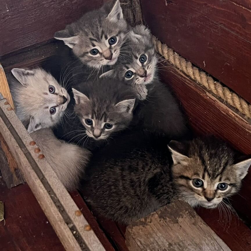 Котята в добрые руки бесплатно