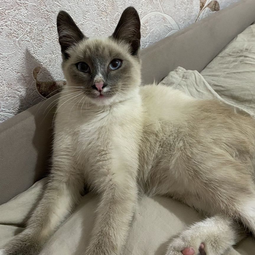 Котик мальчик бесплатно