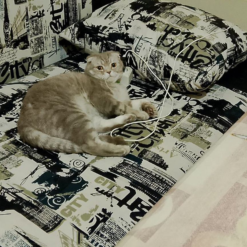 Британский короткошёрстный кот, взрослый