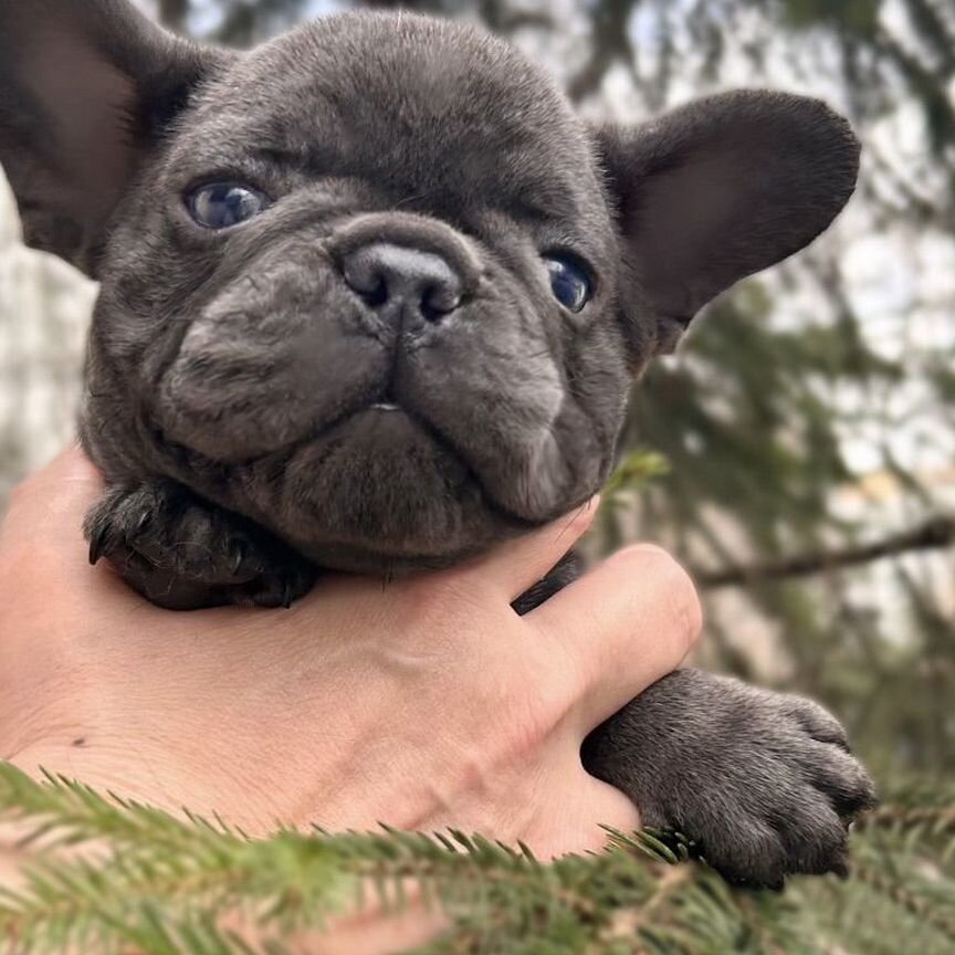 Французский бульдог, щенок